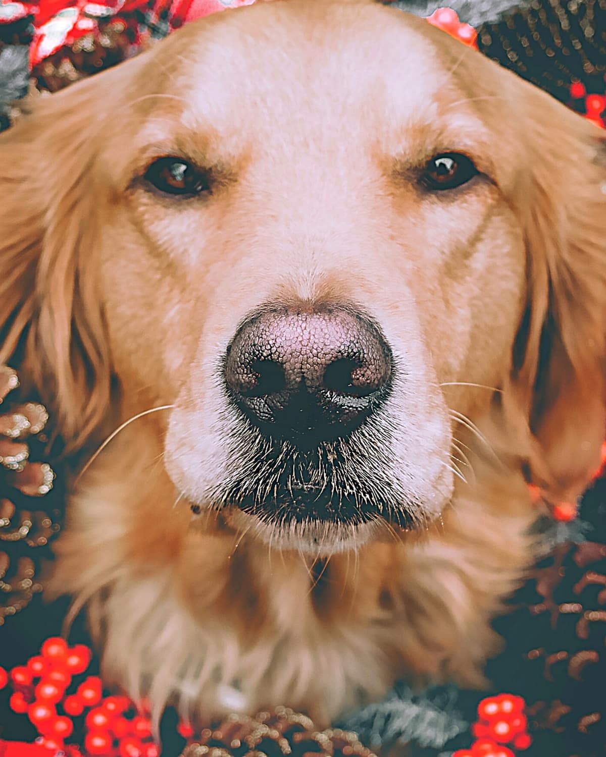 Christmas Dog Harnesses