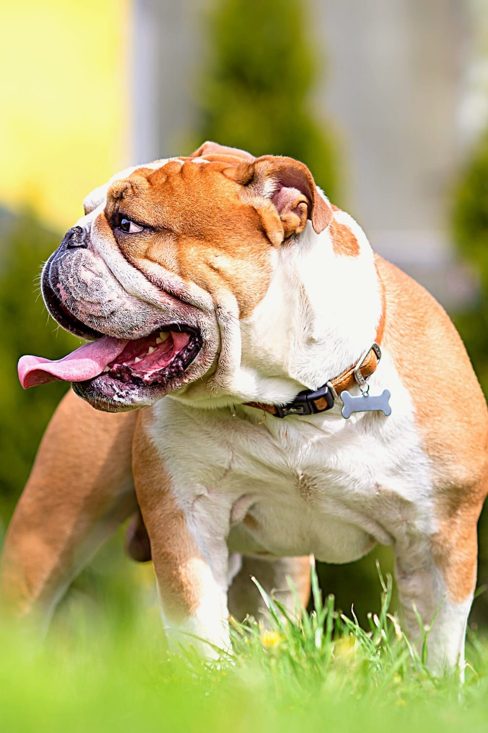 255+ English Bulldog Dog Names: Strong, Cute & Classic Ideas for Your ...