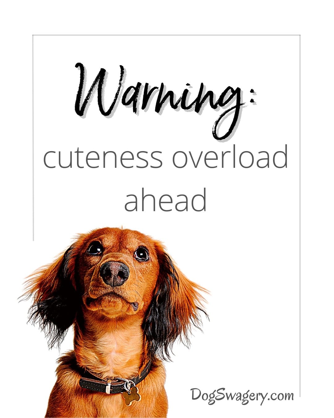 45+ Lovable Quotes about Puppies