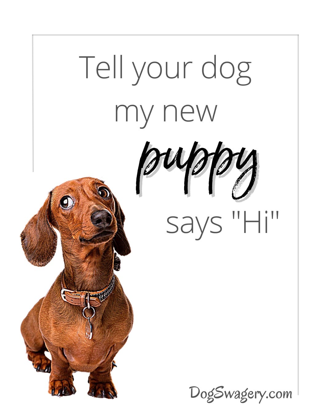 45+ Lovable Quotes about Puppies
