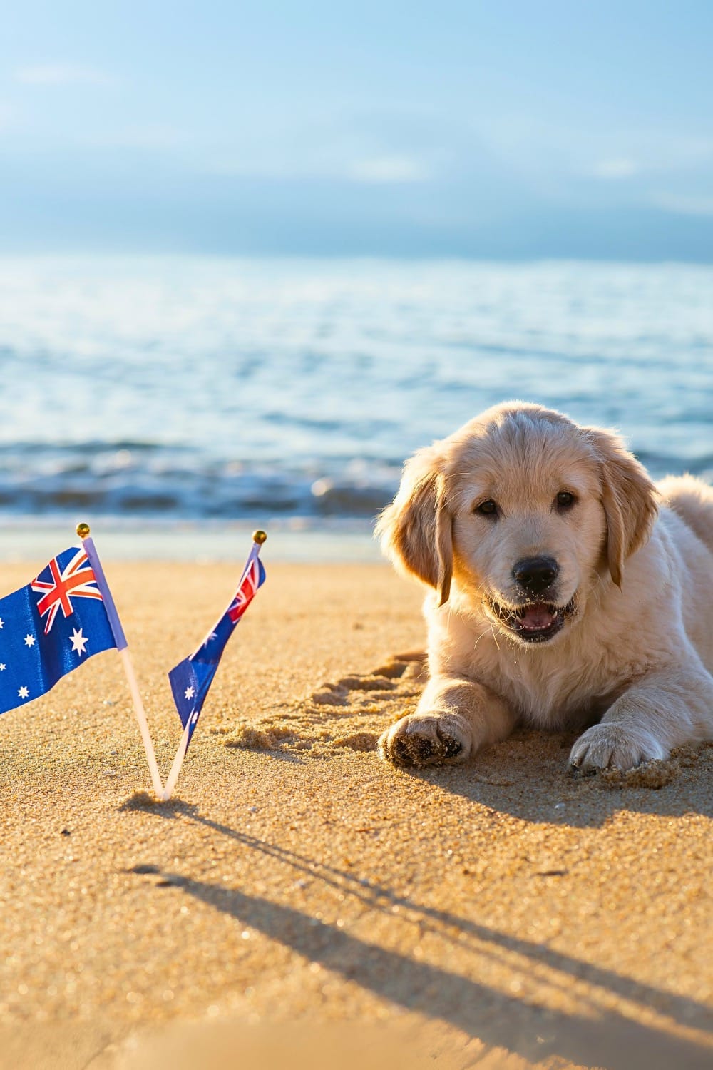 201+ Australian Dog Names: Popular and Unique Choices for Your Aussie Pup